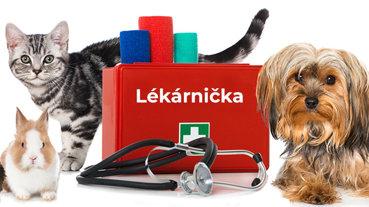 Jak vybavit lékárničku pro domácí mazlíčky?